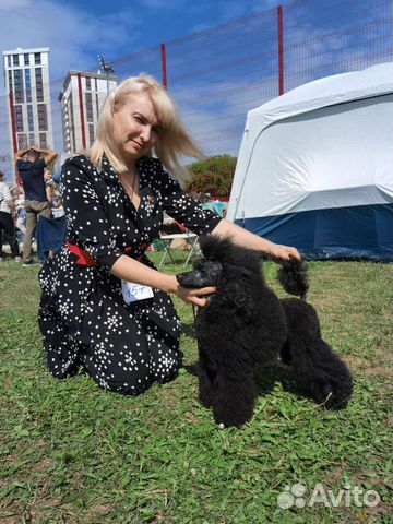 Пудель карликовый чёрный с родословной