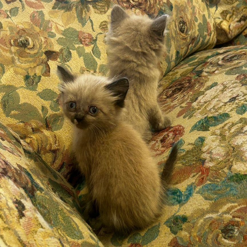 Сиамский котёнок