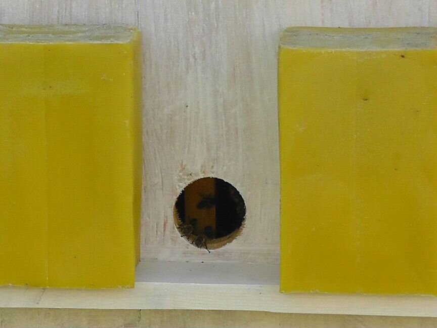 Воск пчелинный