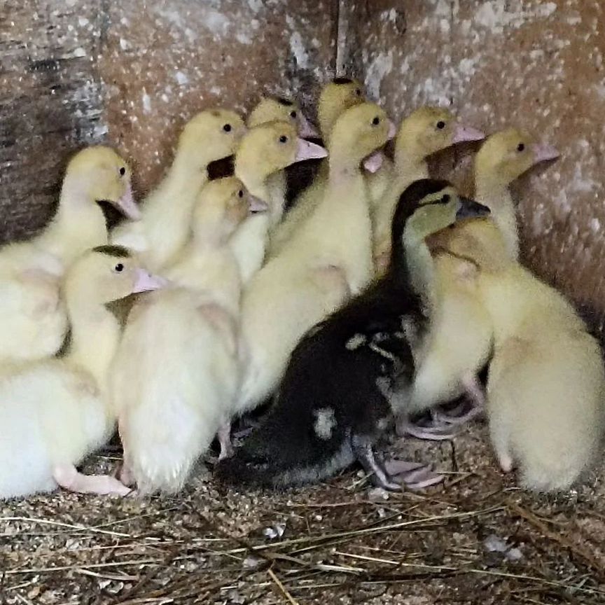 Утята индоутки