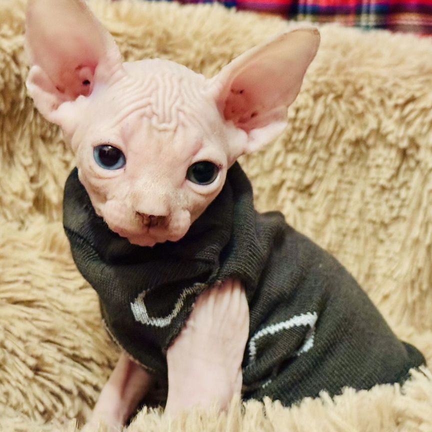 Канадский сфинкс котёнок