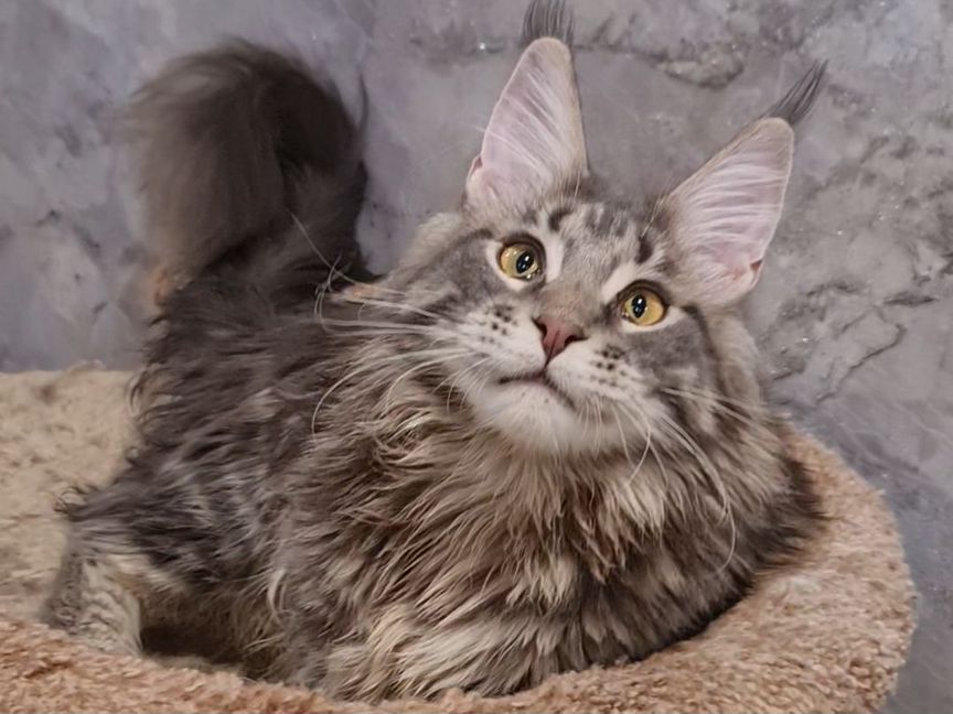 Кот мэйн кун 7 месяцев