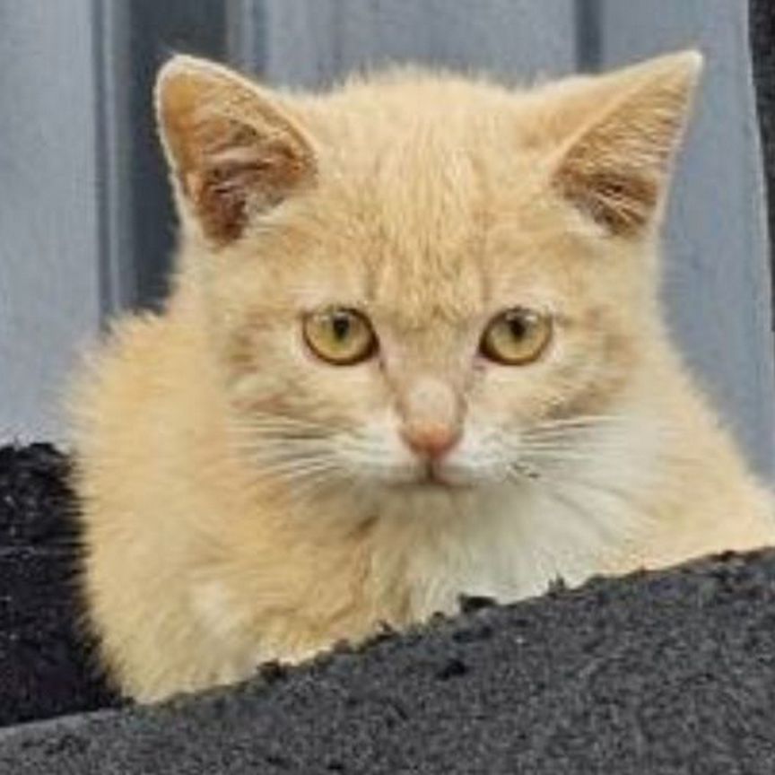 Рыжий котенок мальчик