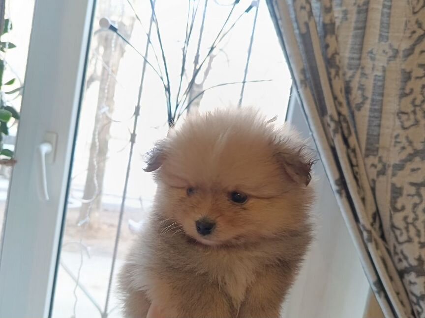 Щенки шпица