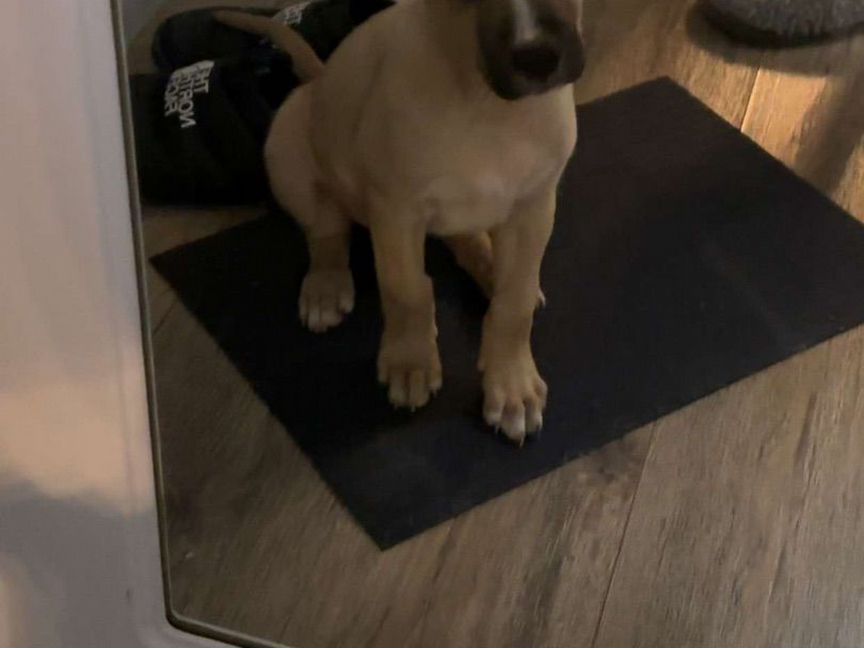 Отдам щенка в добрые руки