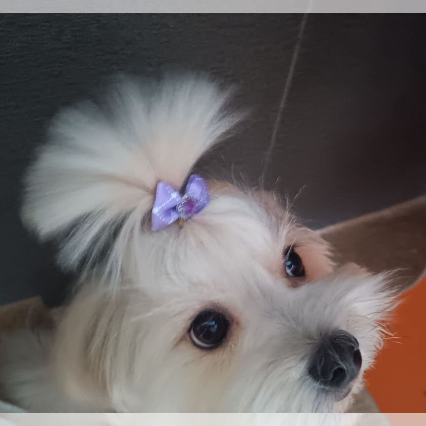 Мальтийская болонка, вязка