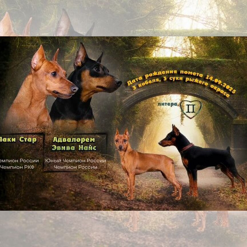 Цвергпинчер, щенок