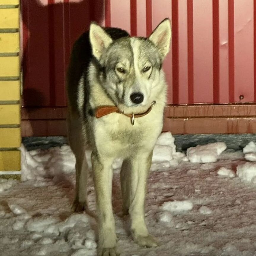 Сибирский хаски, щенок
