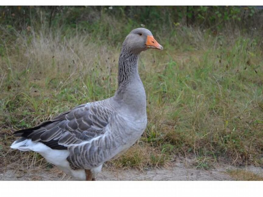 Большой серый гусь