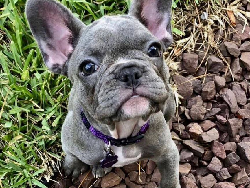 Французский бульдог щенки лиловый