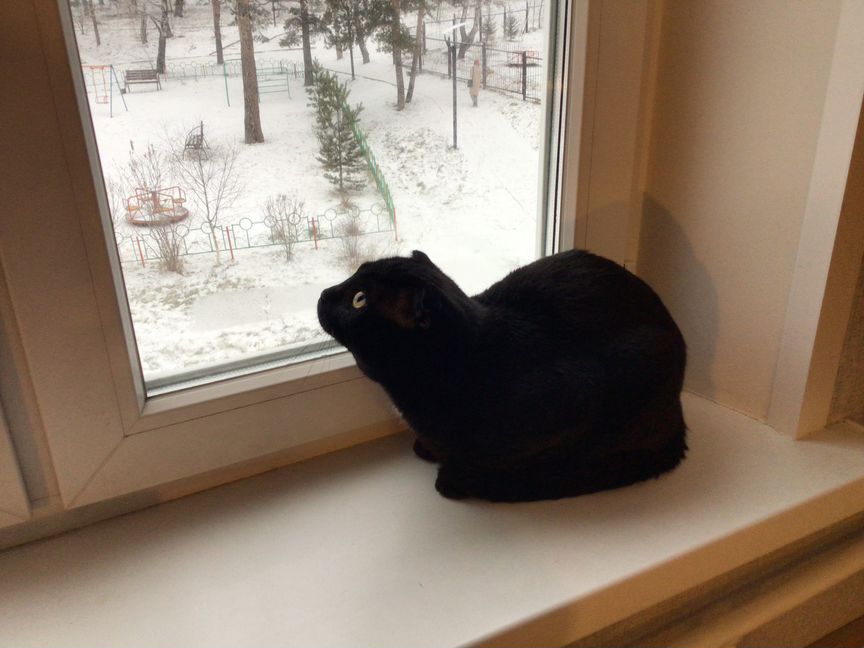 Чёрный котик 2 года ищет невесту