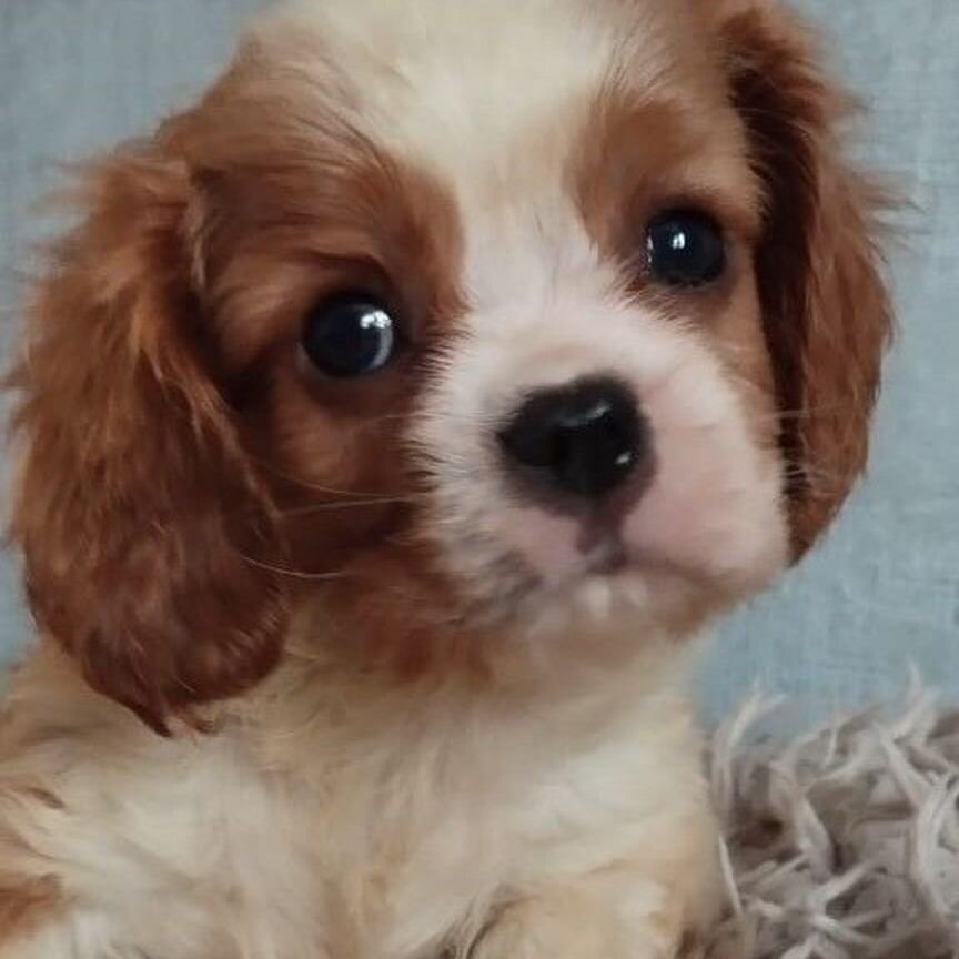 Кавалер кинг чарльз спаниель мальчик