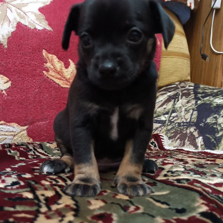 Русский той-терьер, щенок