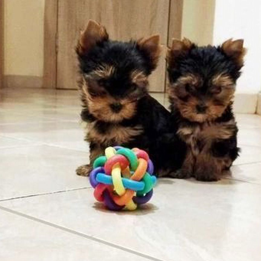 Щенки йоркширского терьера мини