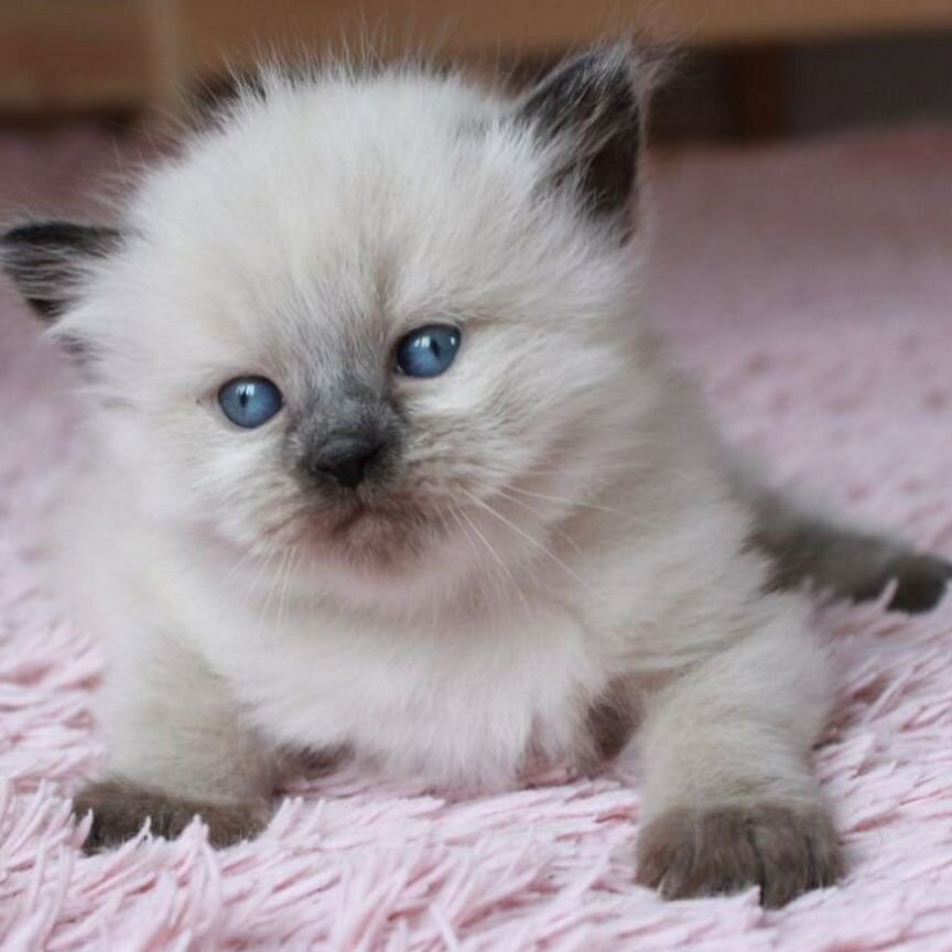 Невская маскарадная котенок кошка
