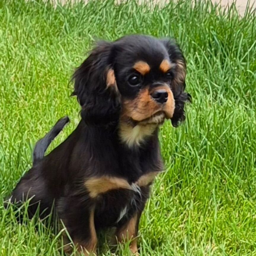 Кавалер кинг чарльз спаниель мальчик и девочка