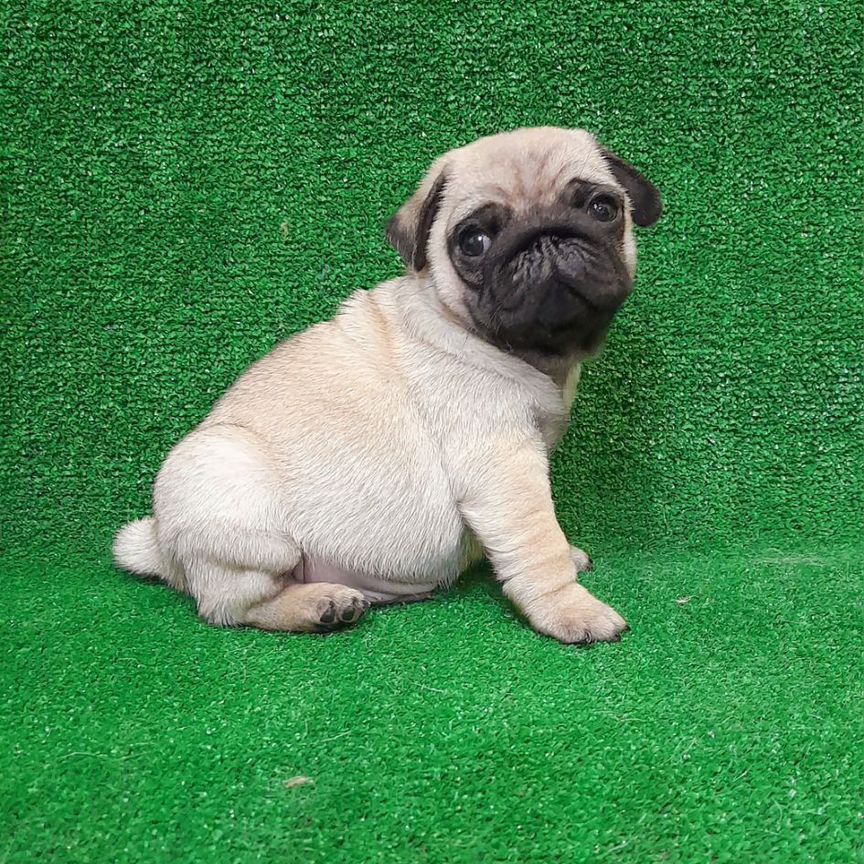 Щенок от частного владельца