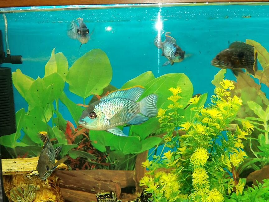 Аквариумные рыбки цихлиды