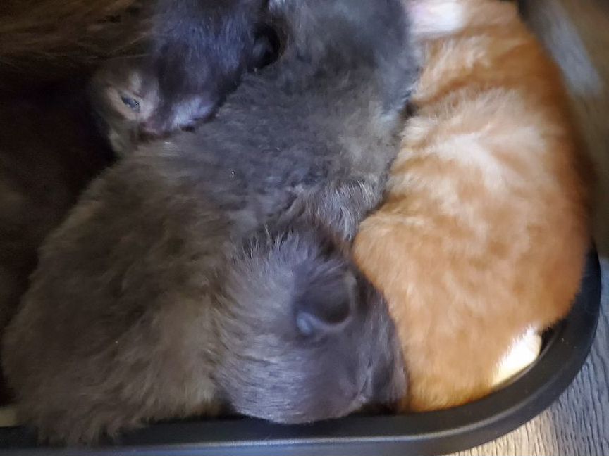 Котята в добрые руки