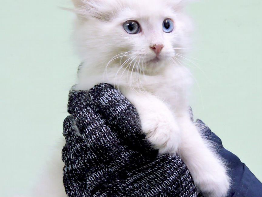 Котёнок Хаски - зелёный и голубой глаз