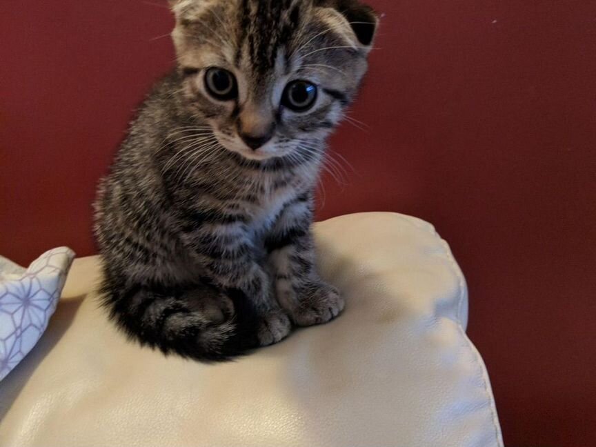 Вислоухий котенок- мальчик/ 2 месяца