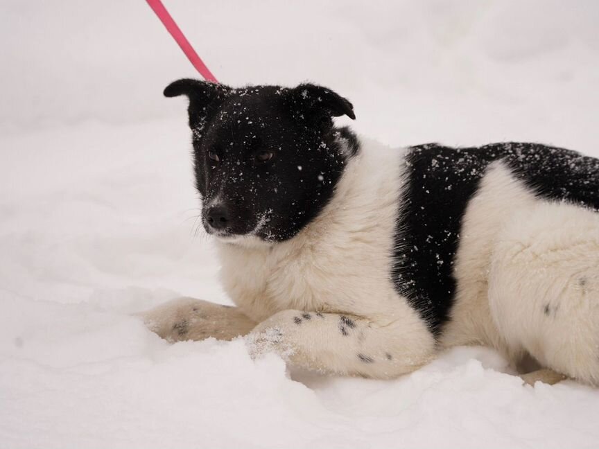 Щенок девочка скоро выпуск из приюта