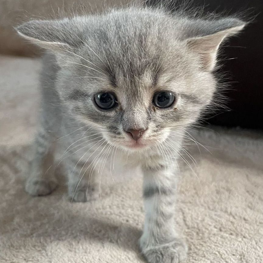 Котенок девочка