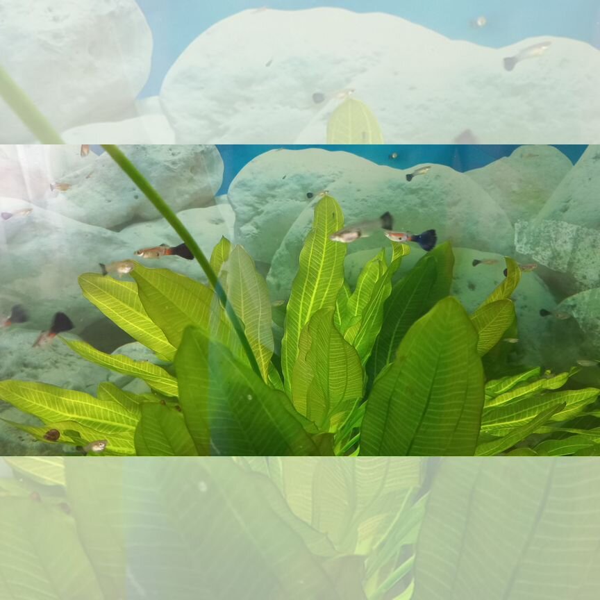 Гупии Московская голубая в наличии