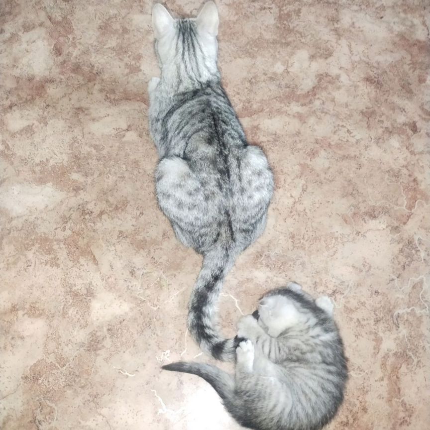 Шотландские вислоухие котята