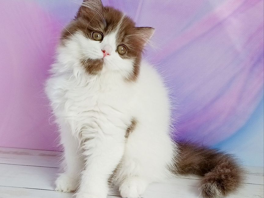 Кот Маршал