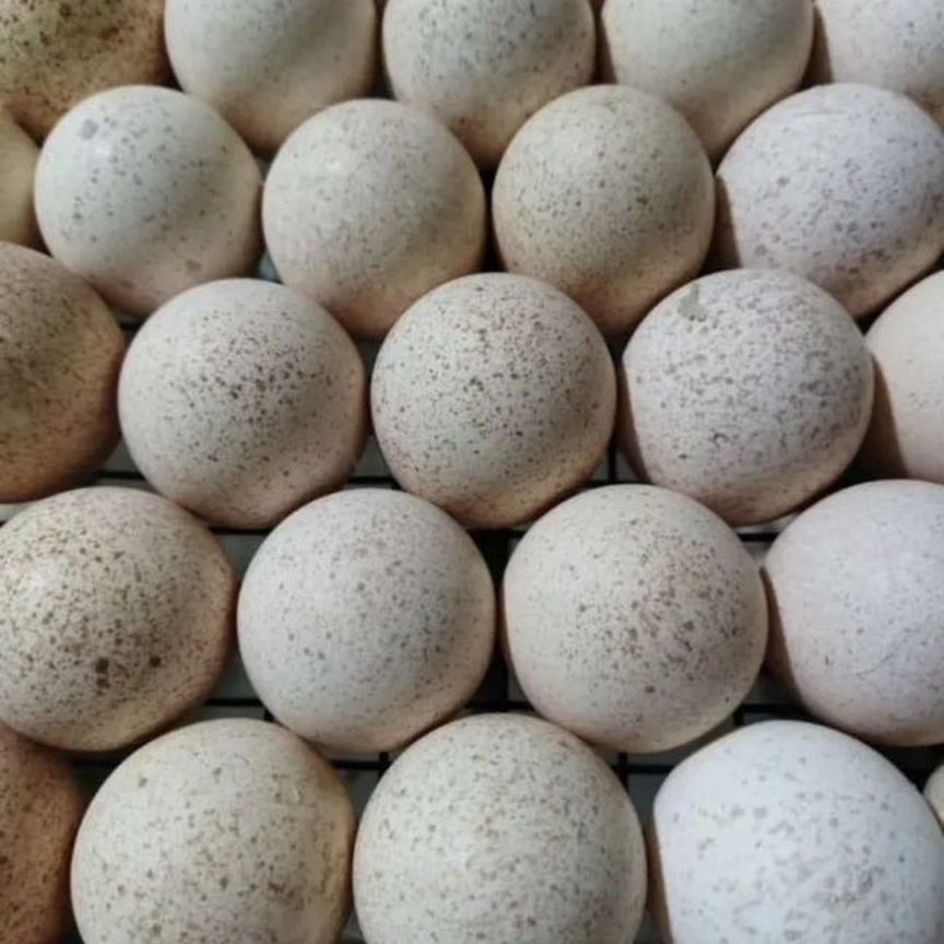 Яицо инкубационное индейки