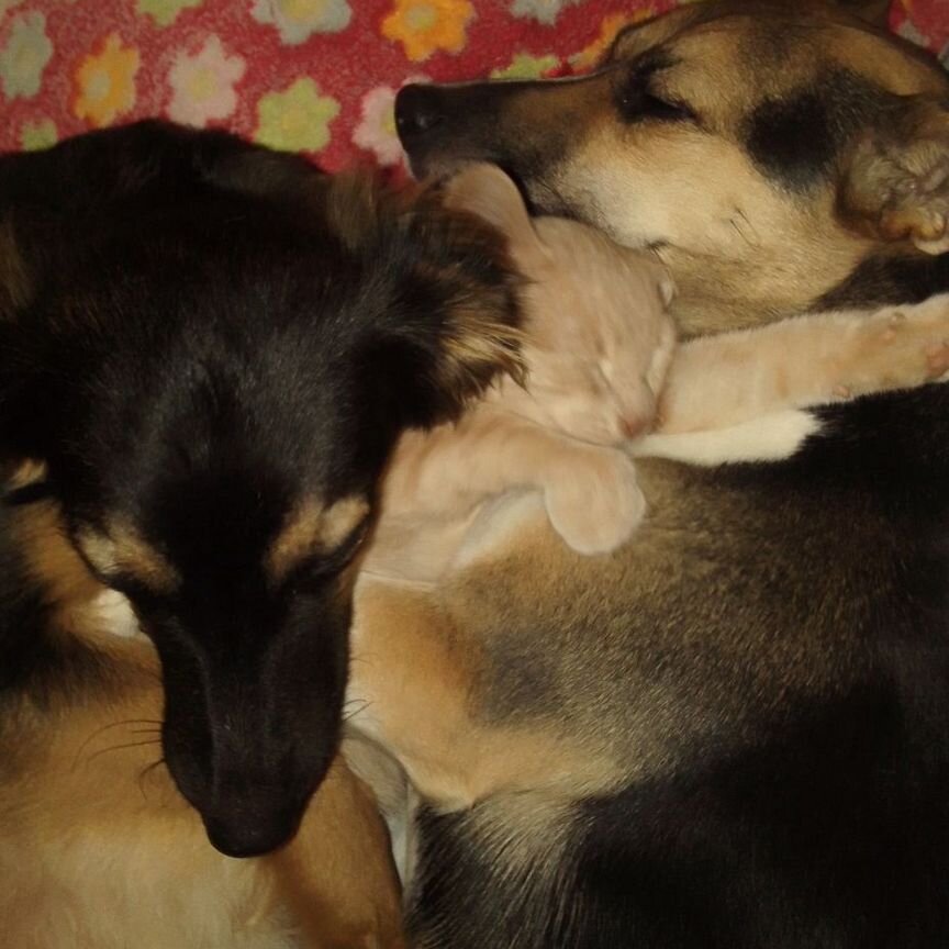 Щенок в добрые руки