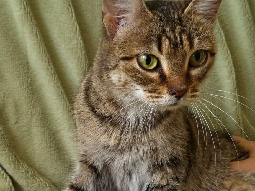 Кошка