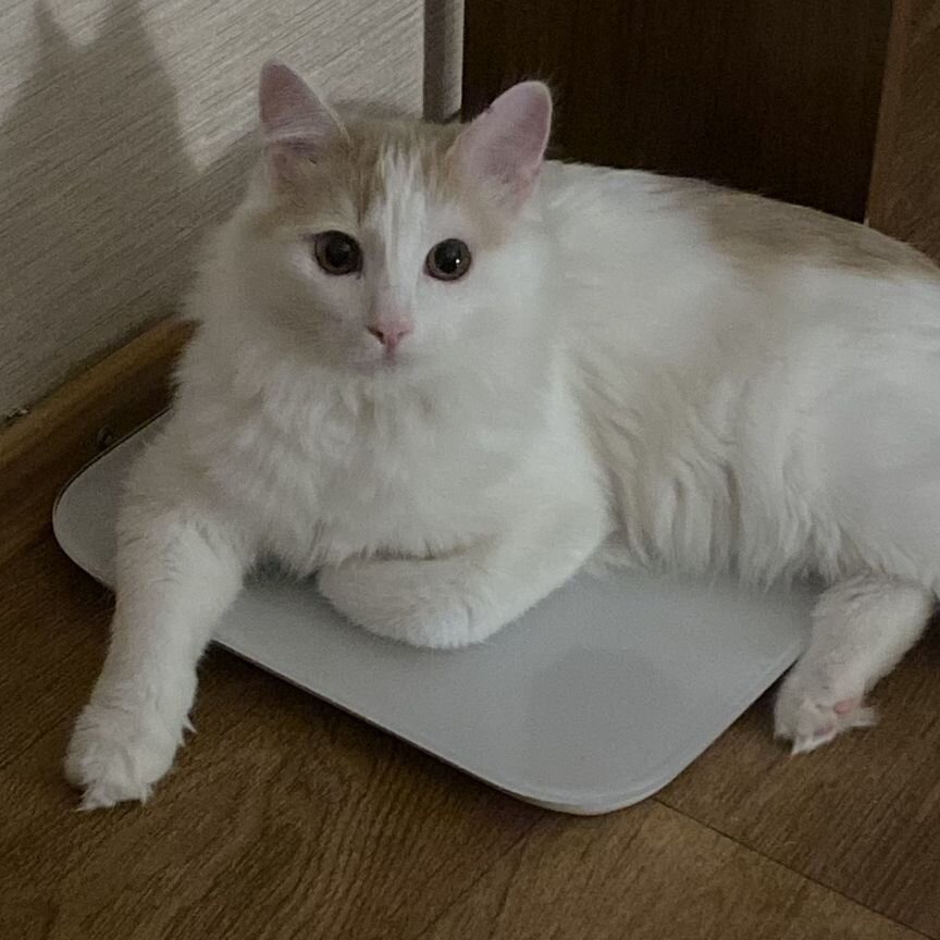 Взрослый кот в добрые руки