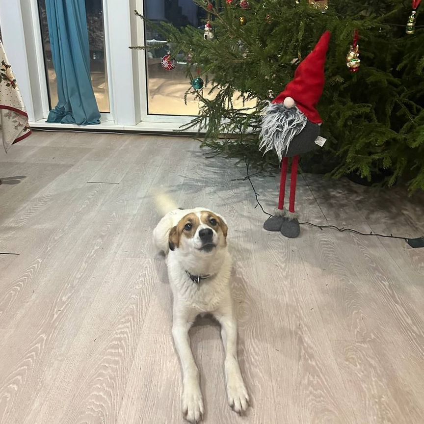 Щенок в добрые руки