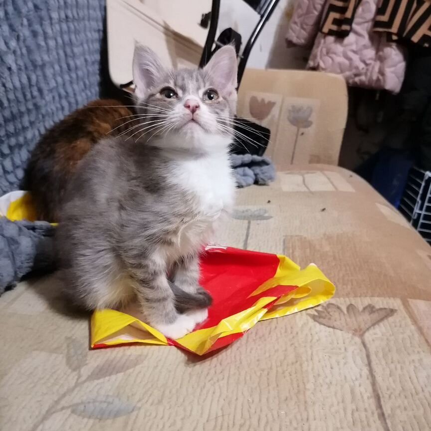 Котенок женского пола