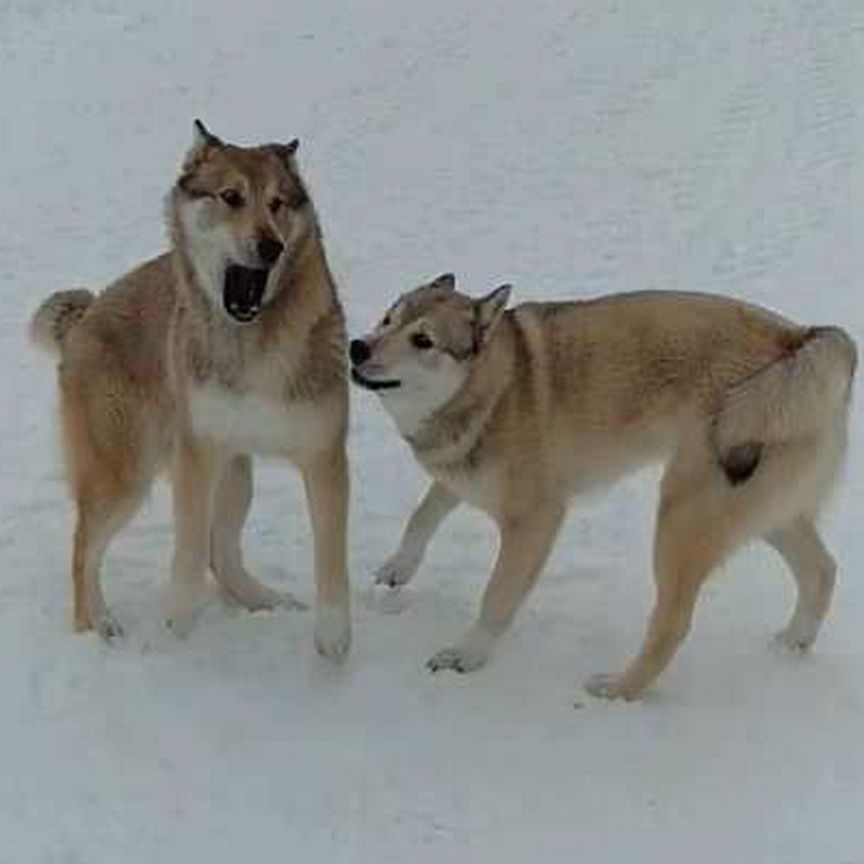 Западносибирская лайка, щенок