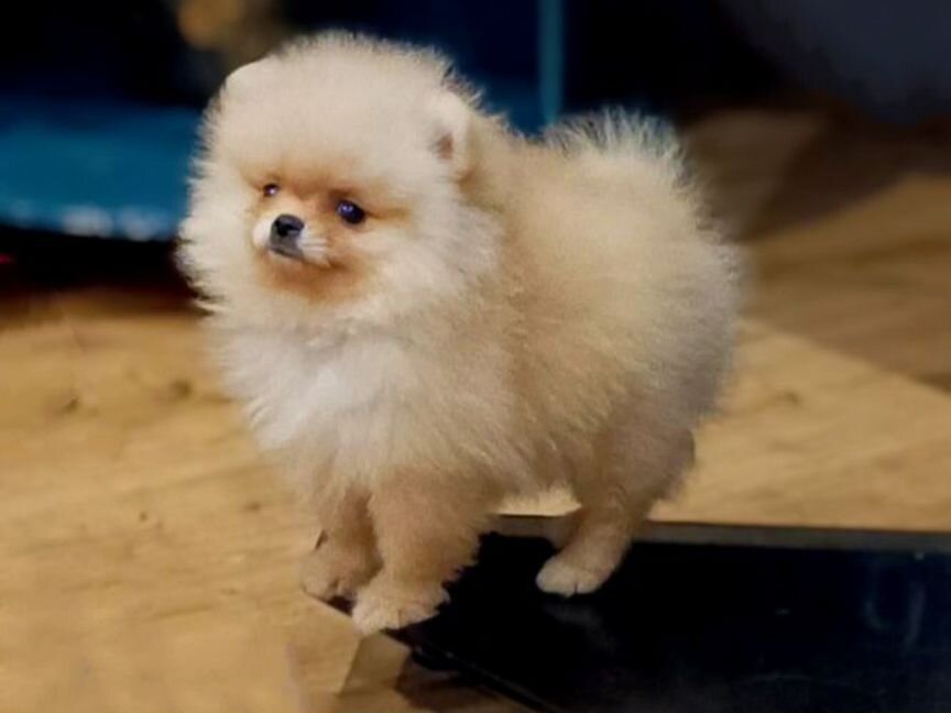 Мильчик померанчик красавчик