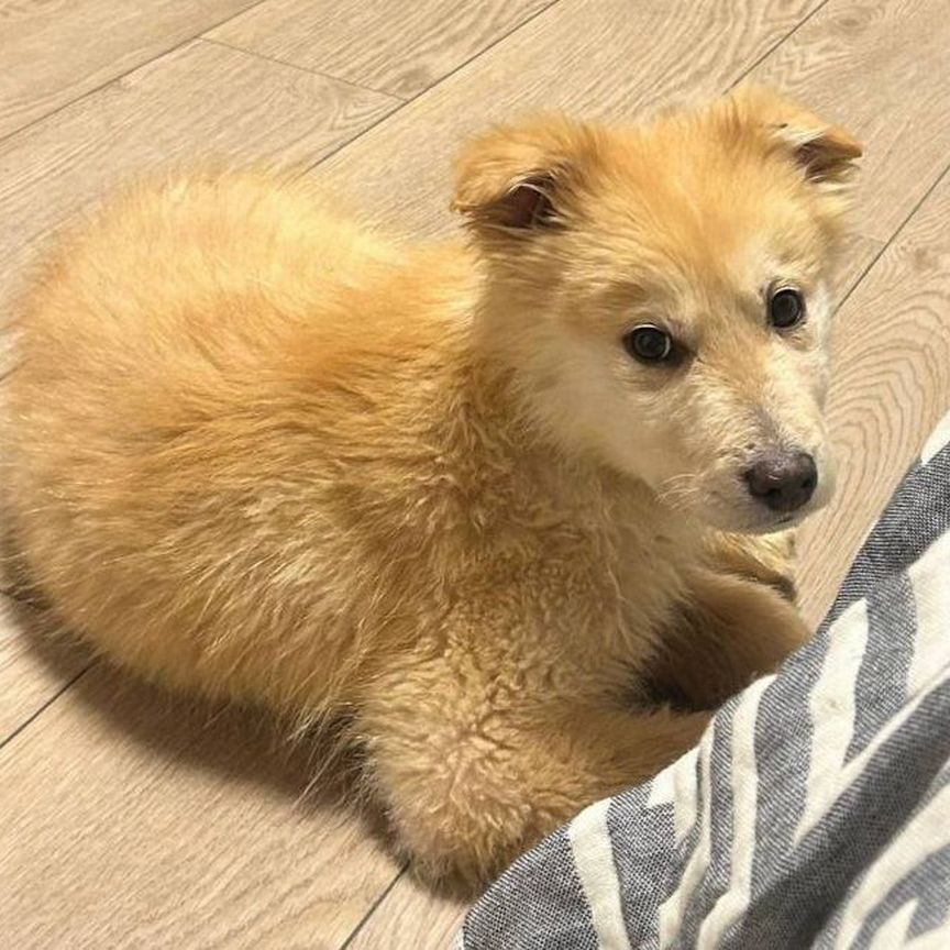 Щенок в добрые руки