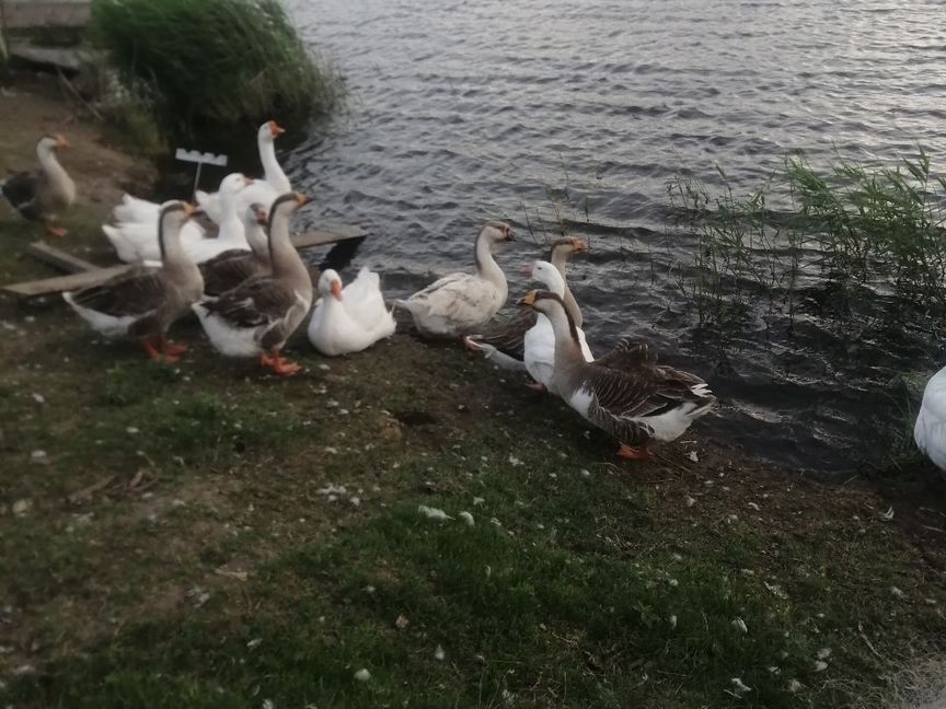 Гусь
