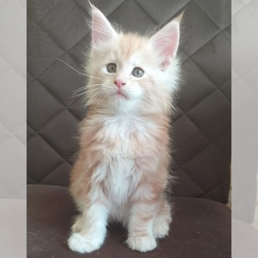 Мейкун котенок