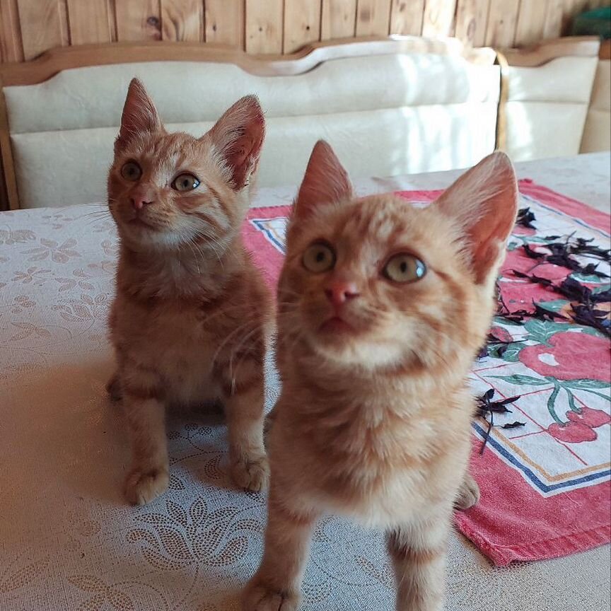 Котята в добрые руки бесплатно мальчик