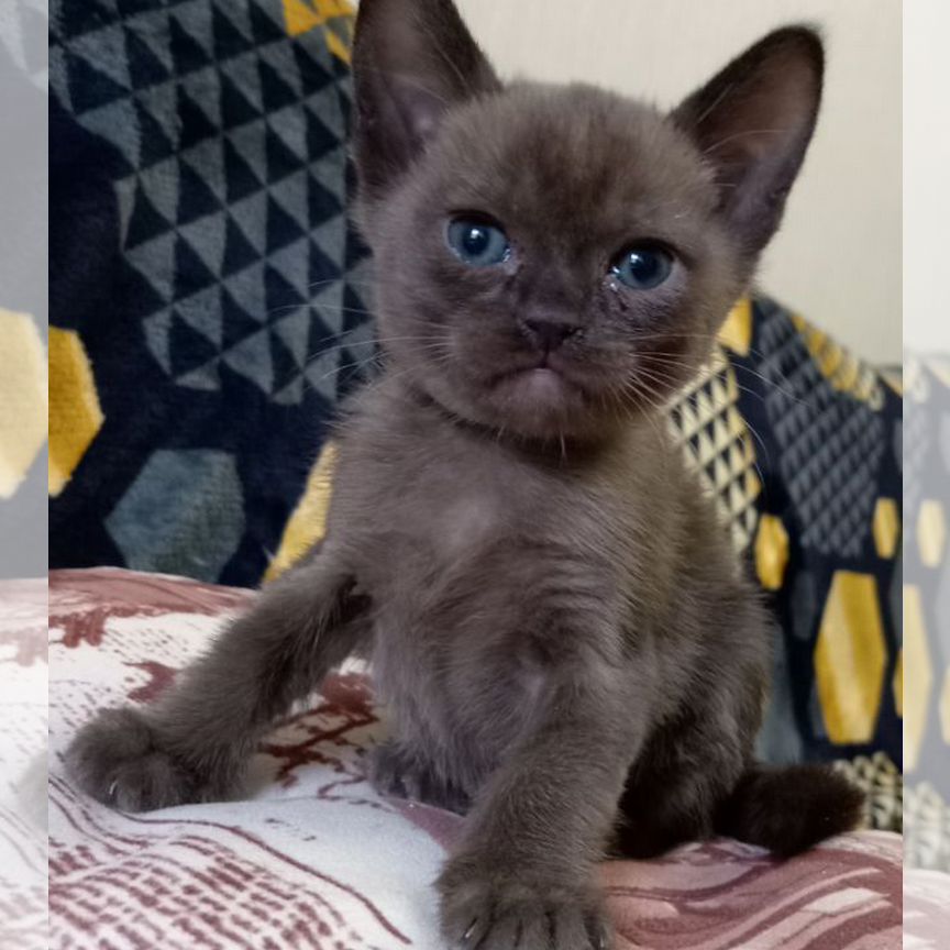 Котята породы европейской бурмы