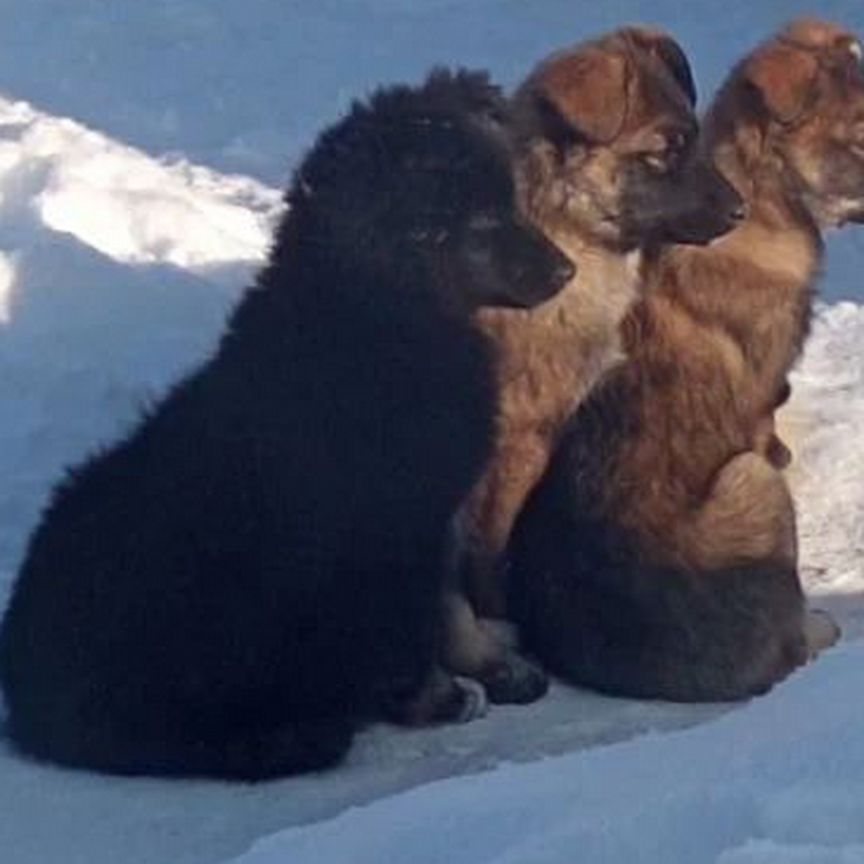 Щенок в добрые руки