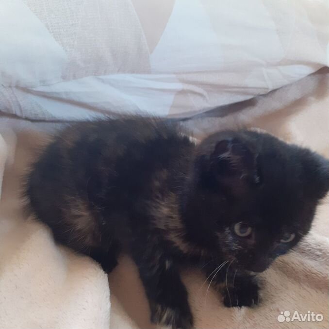 Отдам в добрые руки маленькую 1,5 месячную кошечку