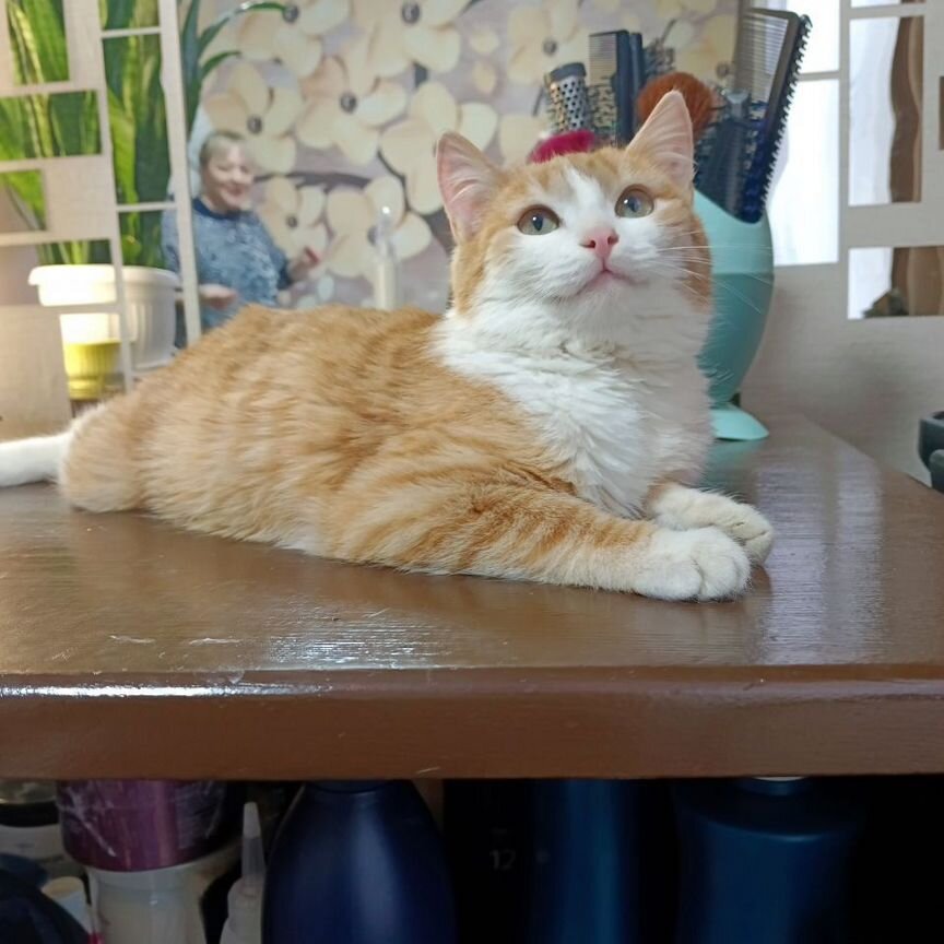 Котёнок в добрые руки