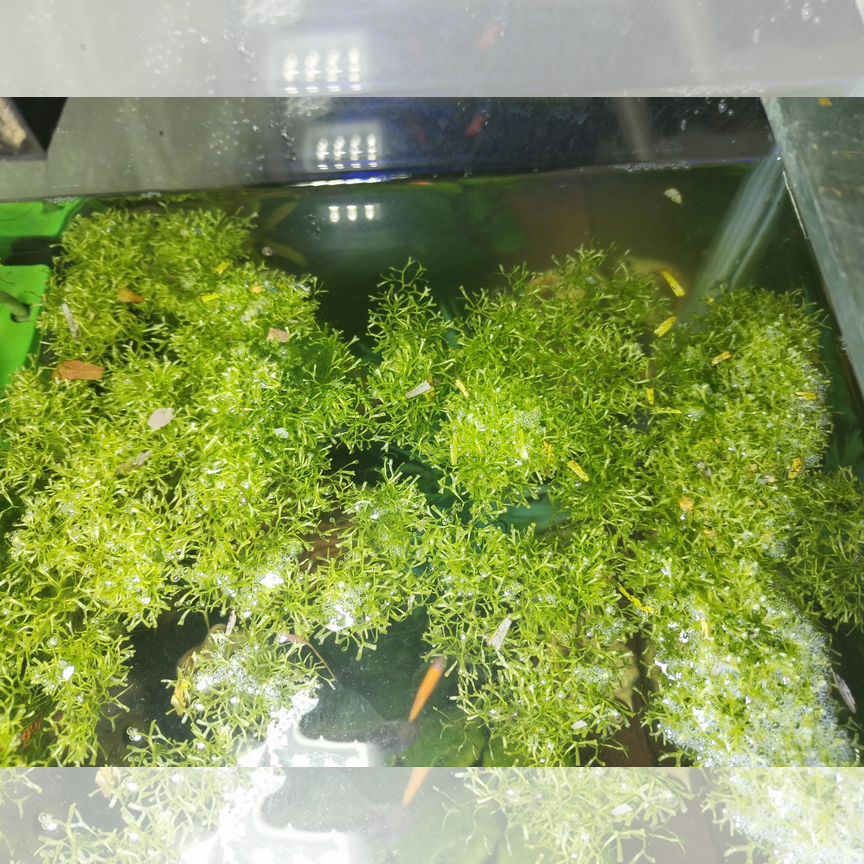 Аквариумные растения