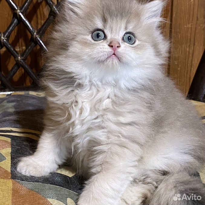 Голубая золотая красотка