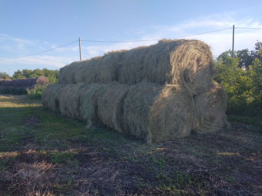 Сено в рулонах, свежий укос 07.24