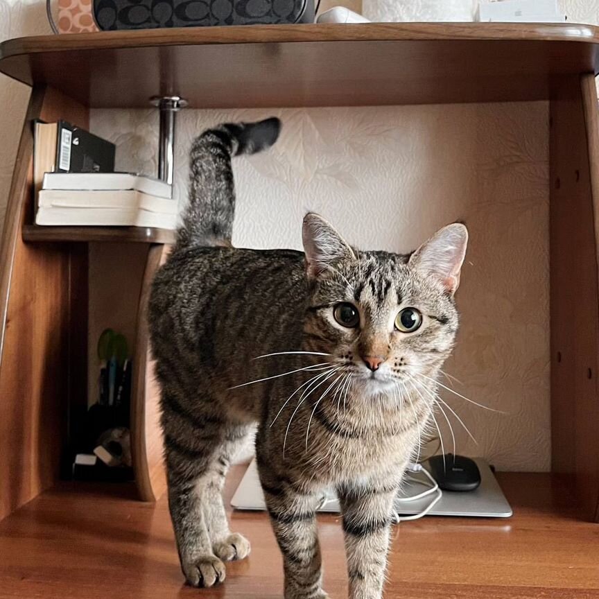 Кошка В Добрые Руки